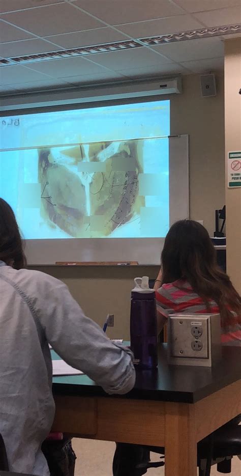 Week Diagram Quizlet