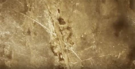 Researchers Discover Fossils Of New Species In Arizona HBW NEWS London