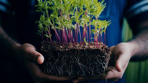 Synthetic Genetic Circuits Help Plants Adapt To Climate Change Finite Future