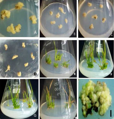 Effect Of Sea Water To Callus Initiation And Regeneration Of Indica Download Scientific Diagram