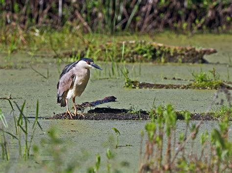 Black Crowned Night Heron Ebird
