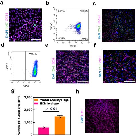Figure 5 From Modified Ecm Based Bioink For 3d Printing Of Multi Scale