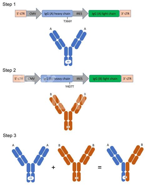 Bispecific Antibody Production With Guaranteed Stability Bicell