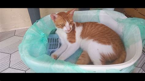 Cute Ginger Puspin Tabby Cat Youtube