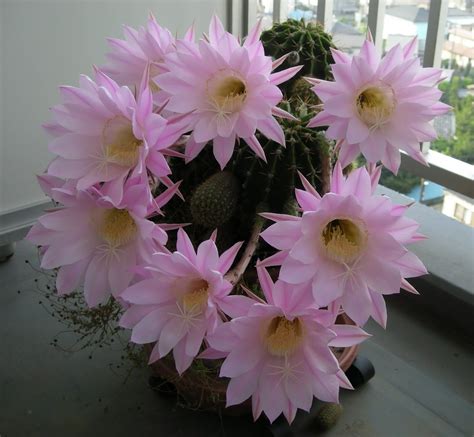 THINKING ECO サボテンの花