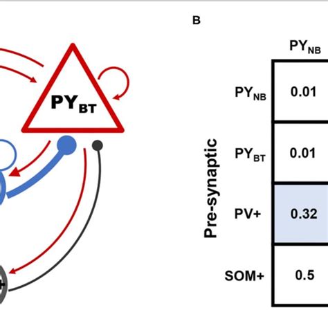 A Schematic Of Connectivity Among Different Groups Arrows And Download Scientific Diagram