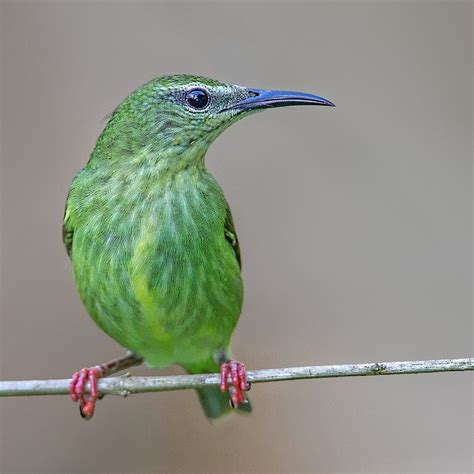 Зеленая птица с длинным клювом картинки и фото Poknok Art