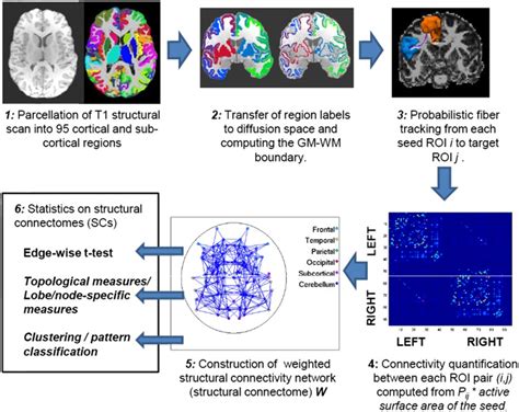 Sex Differences In The Structural Connectome Of The Human Brain Pmc
