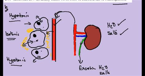 Andrew Biology Osmoregulation