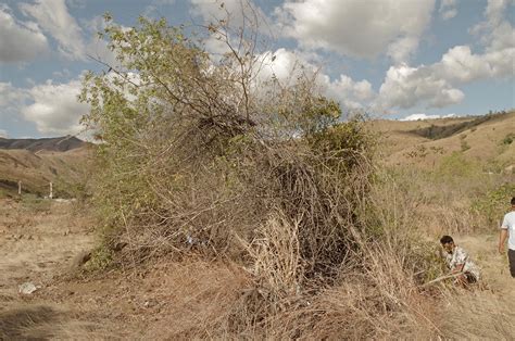 Exocarpos Latifolius Santalaceae