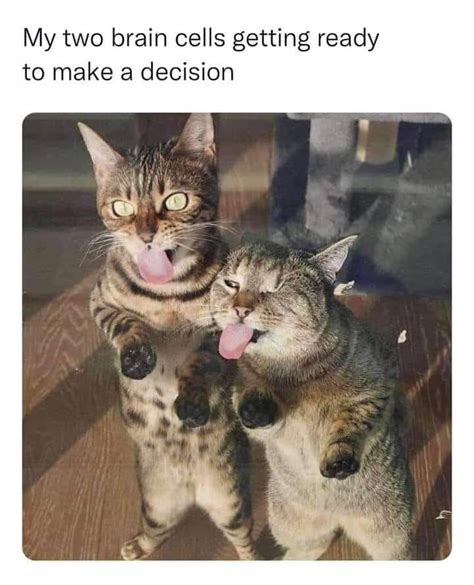 My Two Brain Cells Getting Ready To Make A Decision Pictures Photos