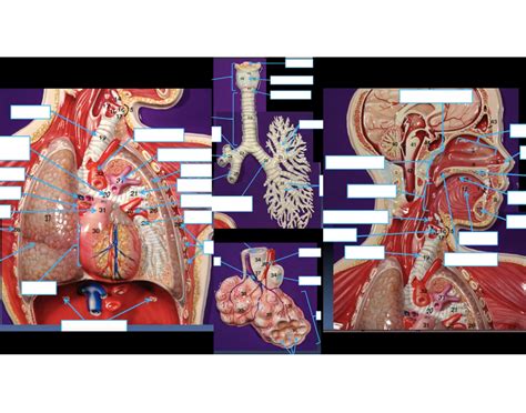 Respiratory Plaque Quiz Respiratory Plaque Quiz