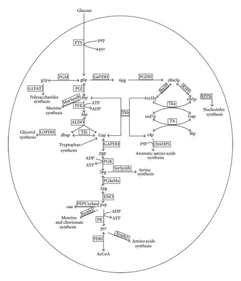Escherichia Coli Central Carbon Metabolism 2 Download Scientific Diagram