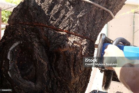나무를 자르기 위한 전기톱 작업자는 나무 줄기를 톱으로 통나무로 자른다 움직임에 톱의 클로즈업 톱밥은 측면에 비행 목공 나무 절단 도구 나무 가정 생활에 대한 스톡 사진 및