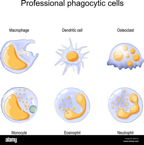 Cellula Osteoclasta Immagini Vettoriali Stock Alamy