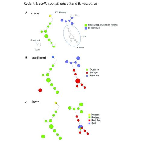 Global View Of The Genetic Diversity Of Brucella Spp Provided By Download Scientific Diagram
