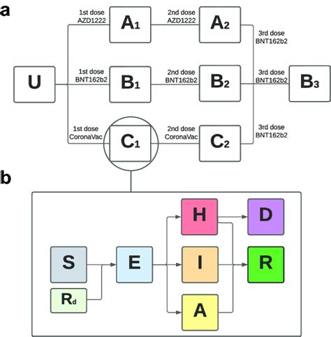 model structure schematic compartmental structure of model with each