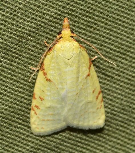 44 Types Of Yellow Moths Pictures And Identification