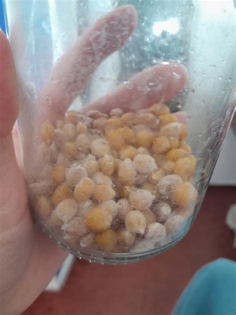 [actives] [contamination] This Is Contamination With Trichoderma R Mushroomgrowers