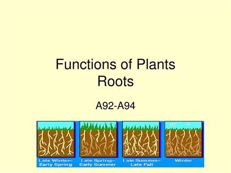 PPT Functions Of Plants Roots PowerPoint Presentation Free Download ID 553346