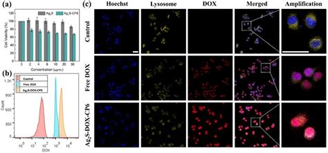 A In Vitro Biocompatibility Of Ag 2 S Qds And Ag 2 S Cp6 Of Different Download Scientific