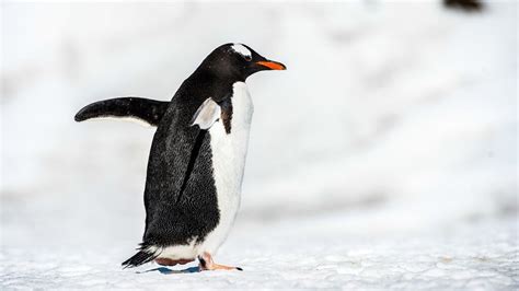 【linux】gentoo Linux Yukitomo Blog 2nd