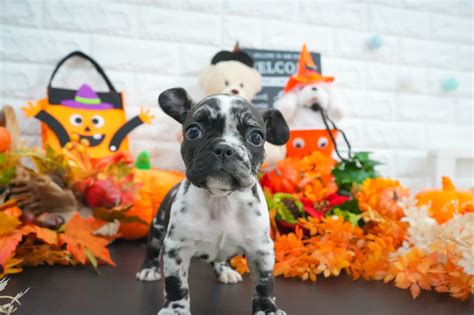 프렌치불독분양 사랑스러운 애기 강아지 공이 웰시코기분양 프렌치불독분양 보스턴테리어분양 이탈리안그레이하운드분양 베들링턴테리어분양 셔틀랜드쉽독분양 코카스파니엘분양 퍼그분양