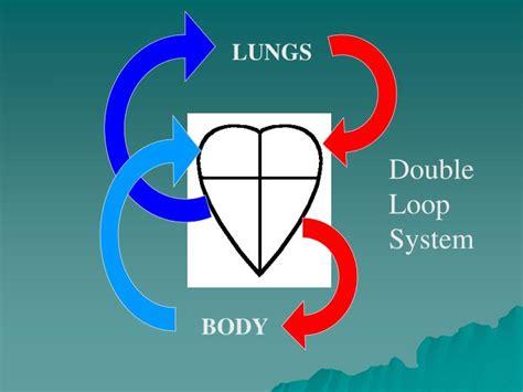 Ppt Cardiovascular System Powerpoint Presentation Id 2351099