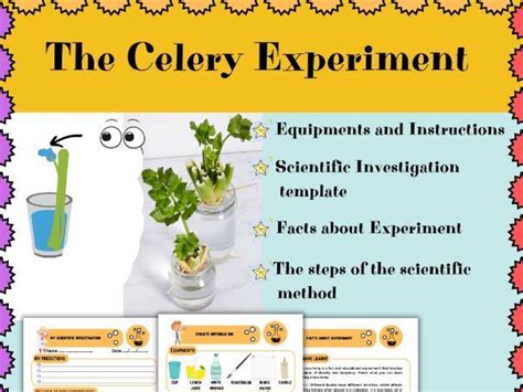 The Celery Experiment Stem Activities And Scientific Method Teaching Resources