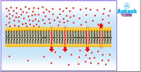 Passive Transport Filtration