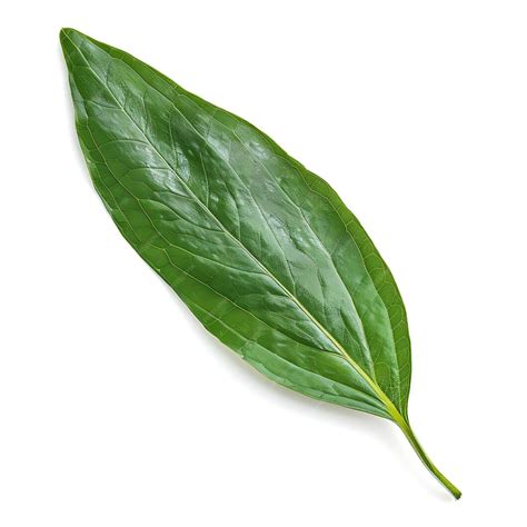 Premium Photo Isolated Desert Echinacea Leaf With Lance Shaped Leaf