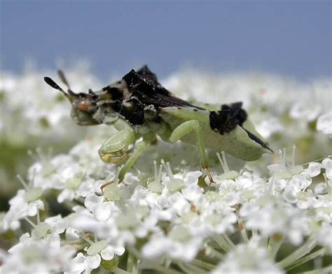 Hot Bugs Get More Sex Live Science Hot Bugs Get More Sex Live Science