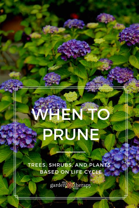 Want To Know WHEN To Prune This Will Answer All Of Your Questions Garden Therapy