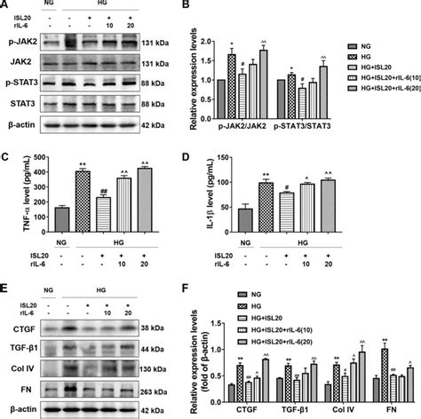 Jak2 Activator Ril 6 Reversed The Preventive Effects Of Isl On Download Scientific Diagram