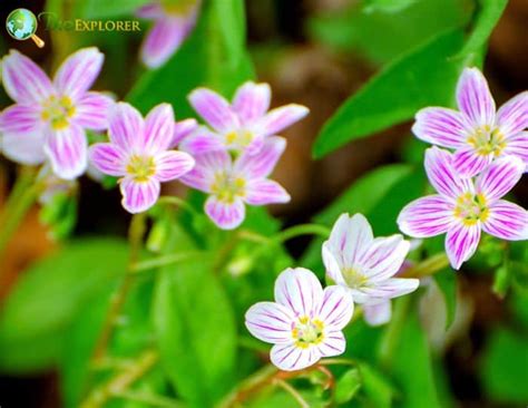 Spring Beauty Wildflower