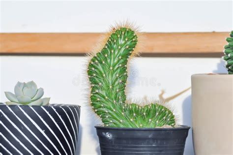 Opuntia Parryi Serpentina Cristata O Parrys Crested Cactus Opuntia