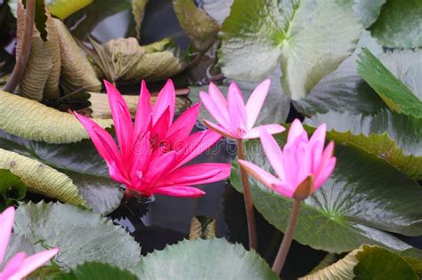 Red Indian Water Lily Are Blooming In The Pond Stock Image Image Of