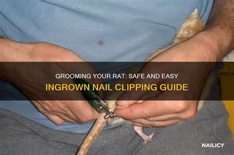 Grooming Your Rat Safe And Easy Ingrown Nail Clipping Guide Nailicy