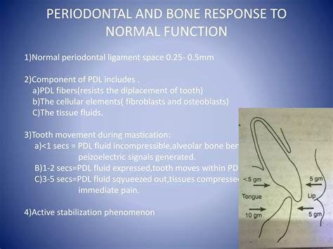 The Biology Of Tooth Movement Orthodontics Pptx