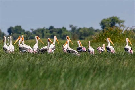 Redd Soon One Third Of Protected Land Phnom Penh Post