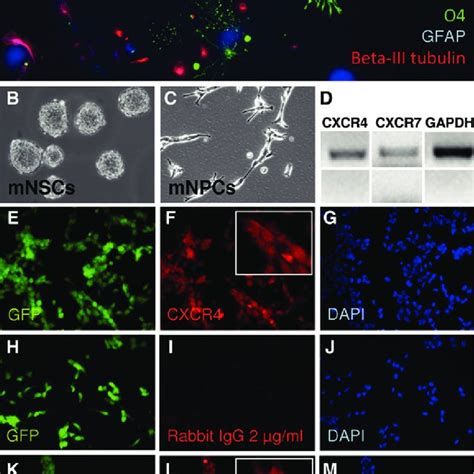 Expression Of Cxcr4 And Cxcr7 By Mouse Neural Progenitor Cells Mnpcs Download Scientific