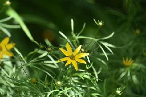 Large Burmese Python Snake In A Pile Of Wood Chips Stock Image Image