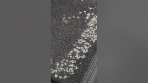 여름철 차량실내위생관리 플로어링매트에 곰팡이가 생겼다면 특수세차장비로 깔끔하게스팀보이초량점양심세차특수실내크리닝세차위생관리전문특수세차장비권테크썬더해머건