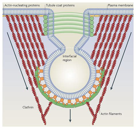 Pathways Of Clathrin Independent Endocytosis Pmc