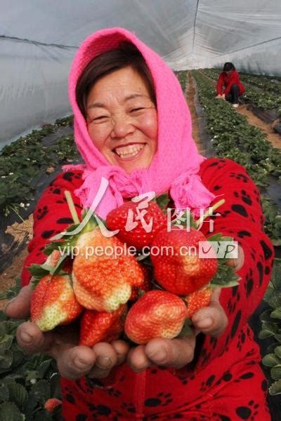 江苏赣榆寒冬草莓红 人民图片网