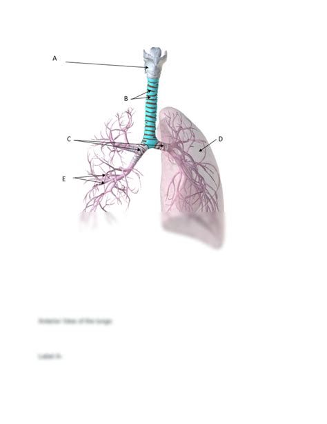 Solution Module 2 Respiratory System Quiz Studypool