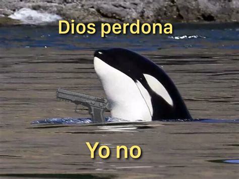 Conquistó El Internet Y Los Mares Así Fue Cómo Gladis La Orca