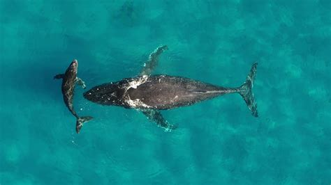How Humpback Whales Survive In The Marine Environment Part Ii