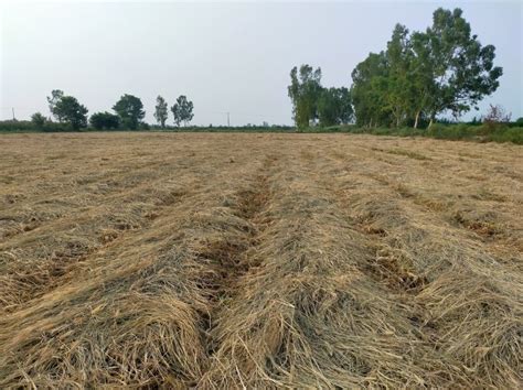 Rhodes Grass Muhammad Abdullah Saad