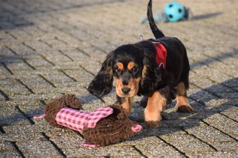 Engelse Cocker Spaniel